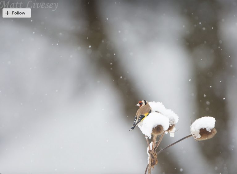 Wildlife Photography at Swangleys Farm